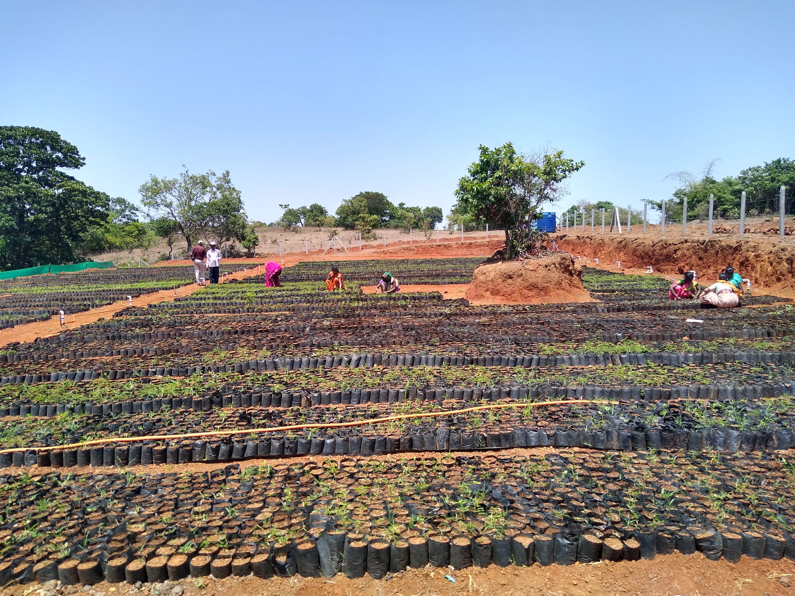 India: 55,000 tree seedlings for water storage - Foundations 20